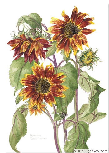 Botanical - Susan Thomson Art