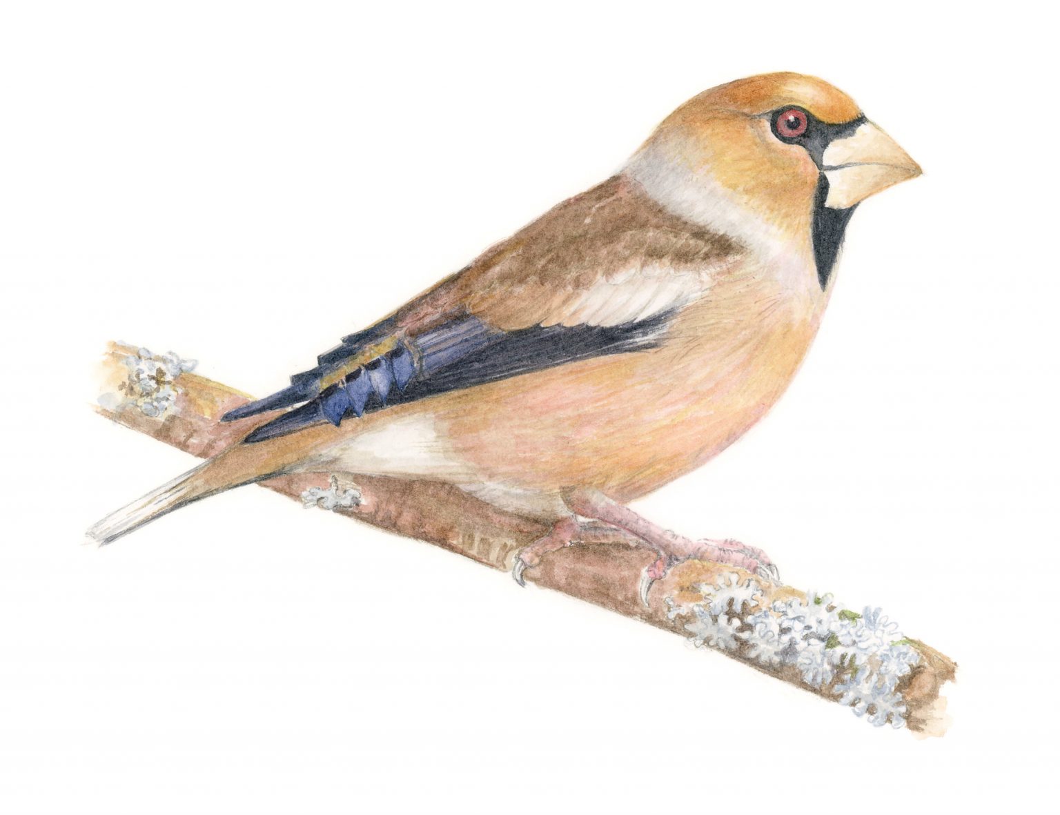 Cards - Susan Thomson Art