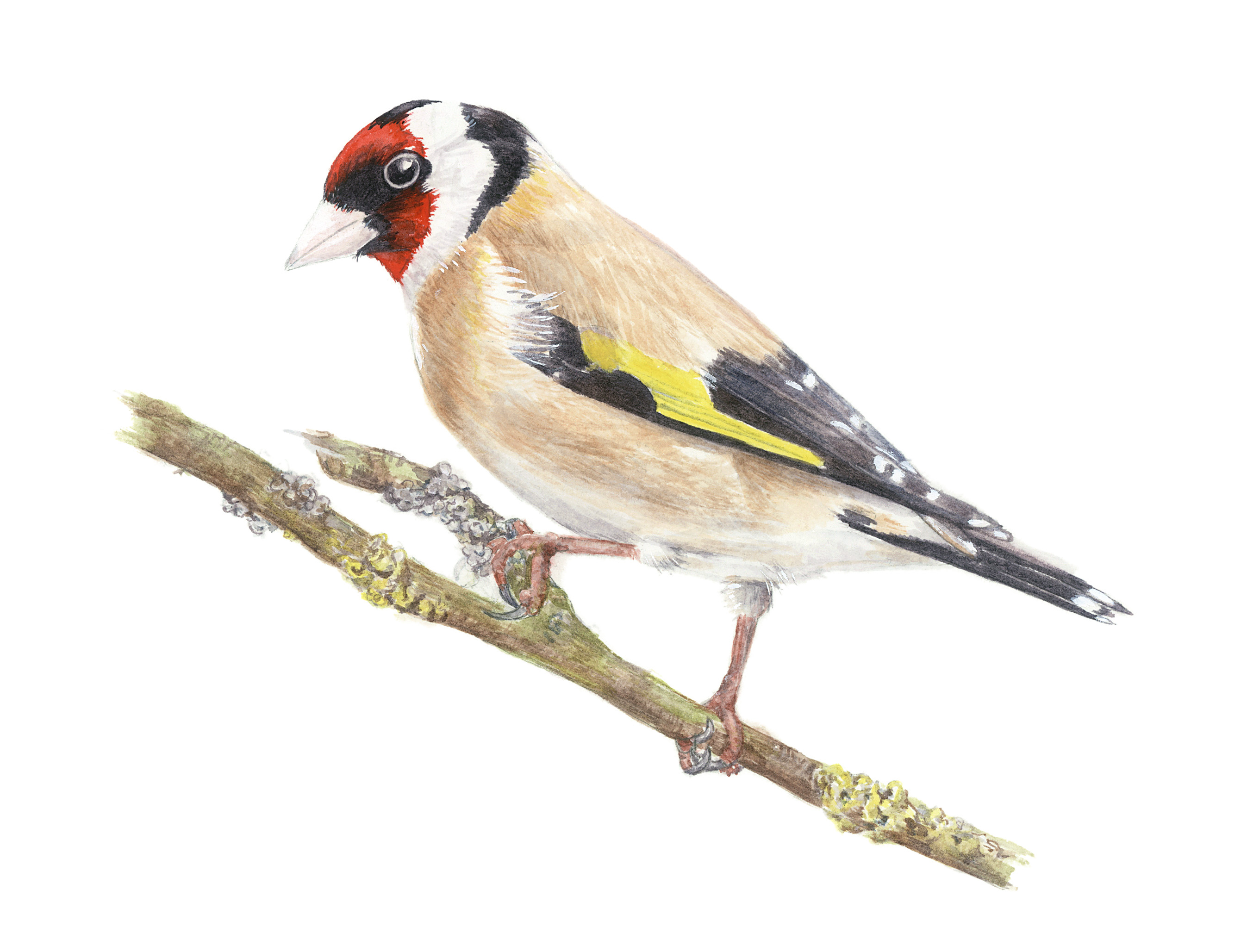 Cards - Susan Thomson Art