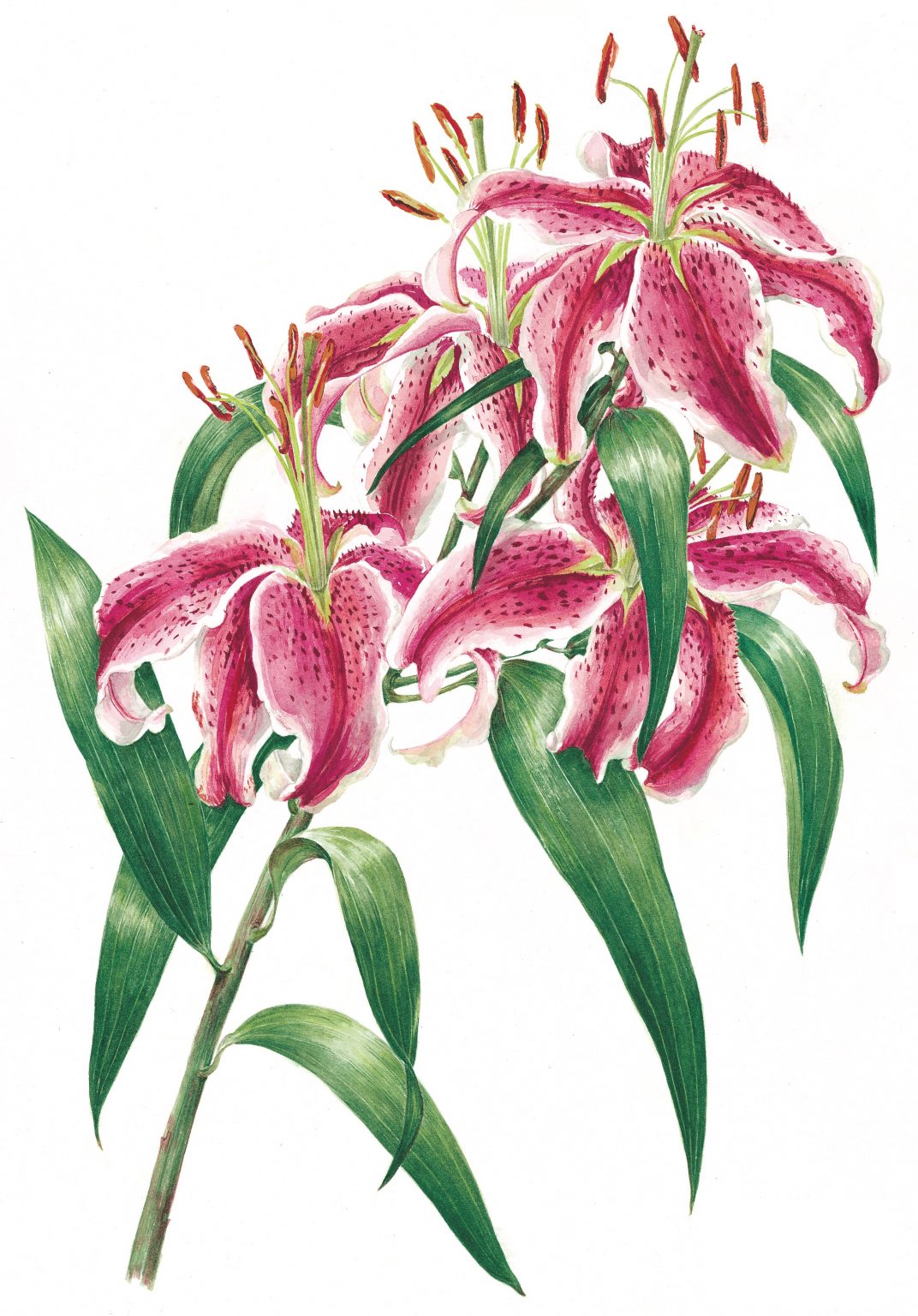 Cards - Susan Thomson Art